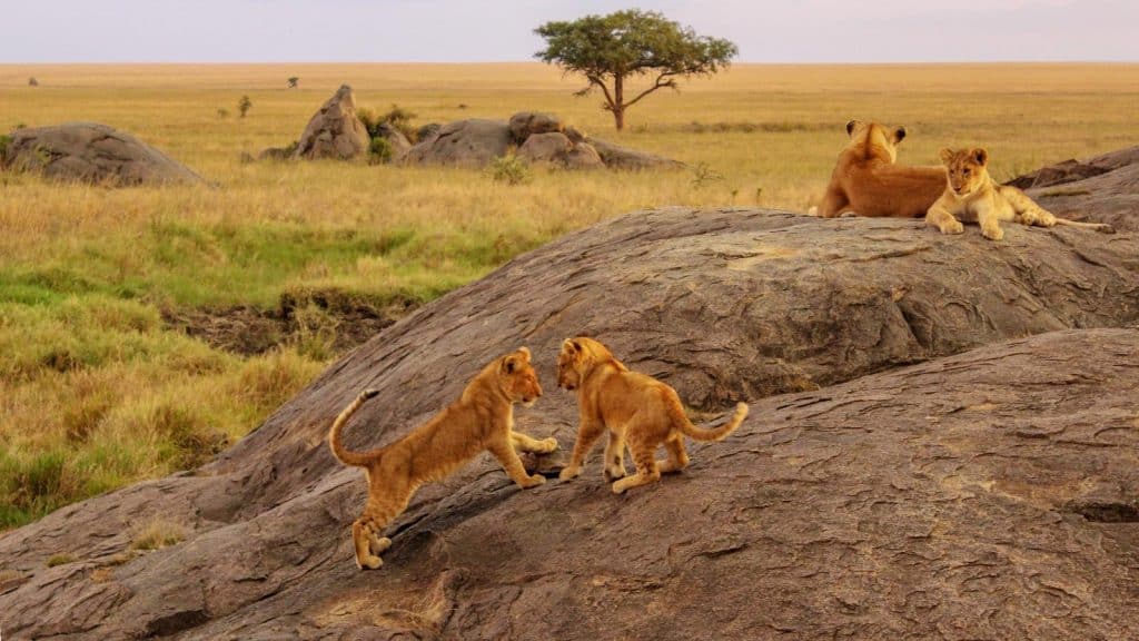 African lions on an african safari tour – Kenya Safari Tours Blog