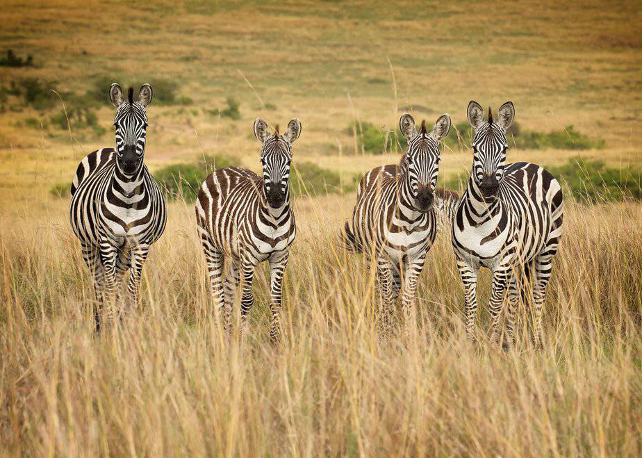 Ultimate Guide to Kenyan Safaris – African Safari Tours Blog