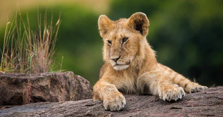 Inspirational Safari in Maasai Mara: Lion Encounter Adventure – Kenya ...